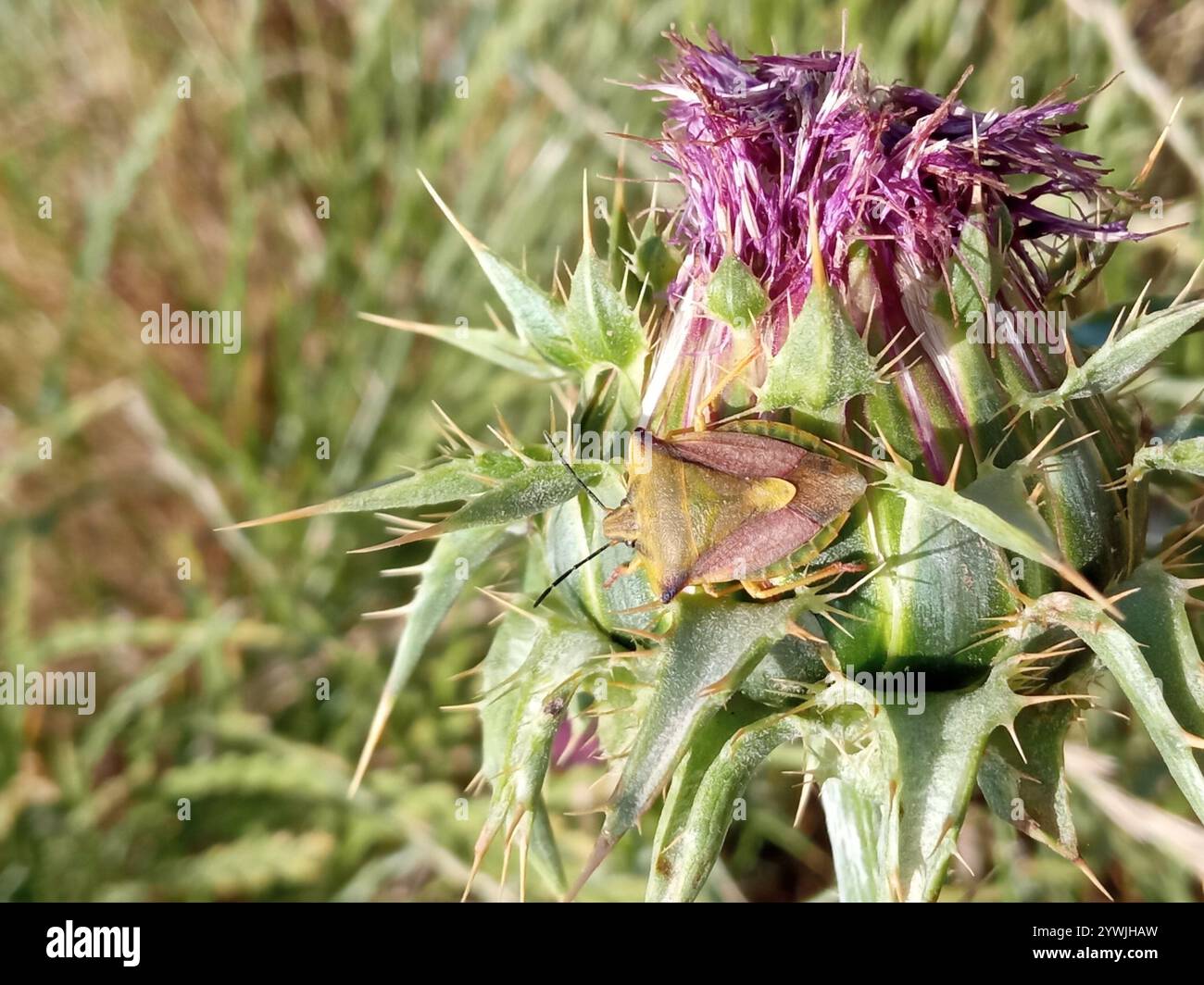 northern fruit bug (Carpocoris fuscispinus Stock Photo - Alamy