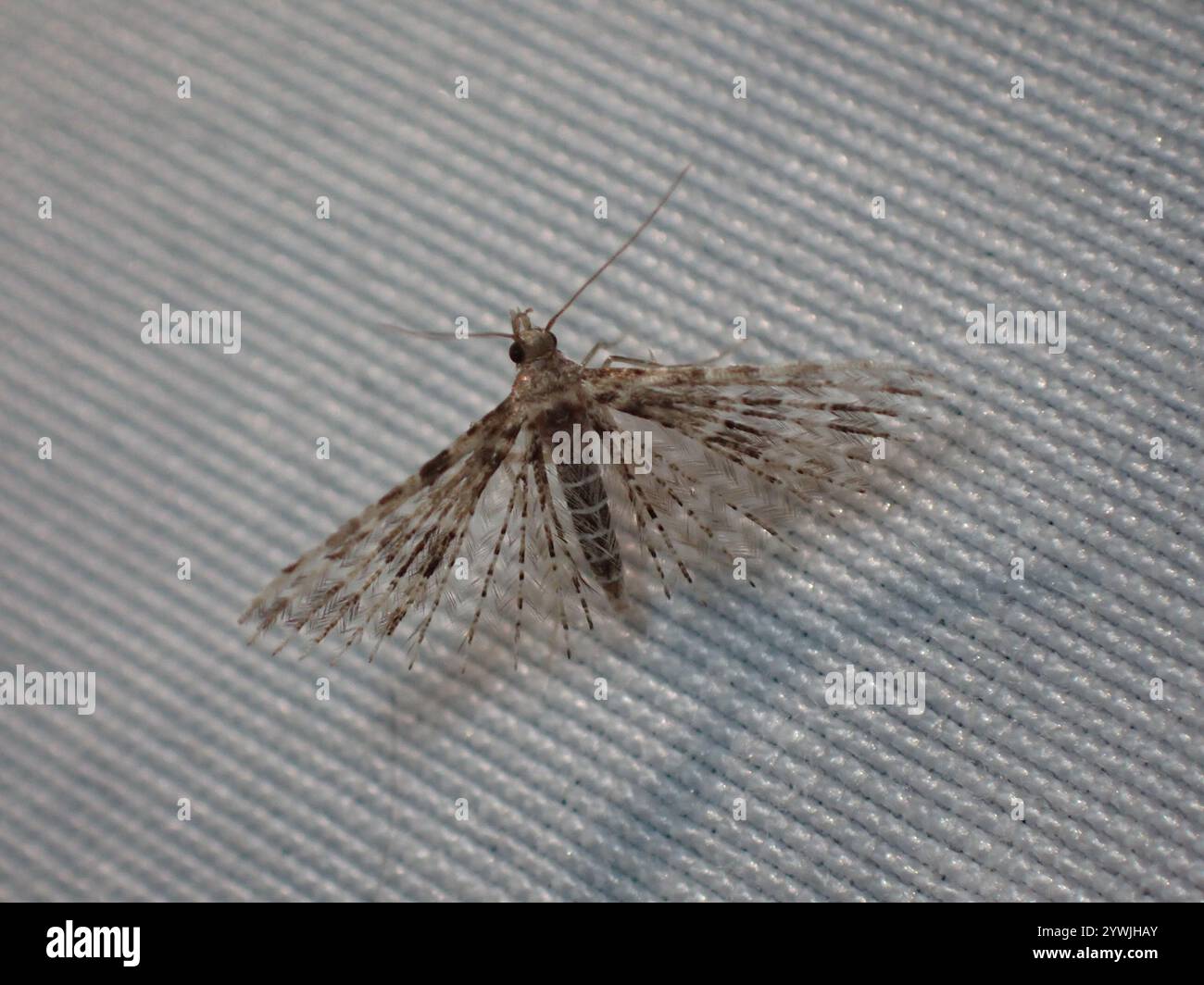 Montana Six-plume Moth (Alucita montana Stock Photo - Alamy