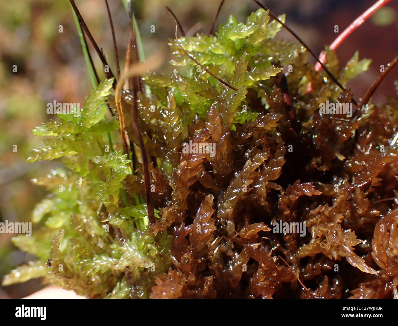 Papillose Peatmoss (Sphagnum papillosum Stock Photo - Alamy