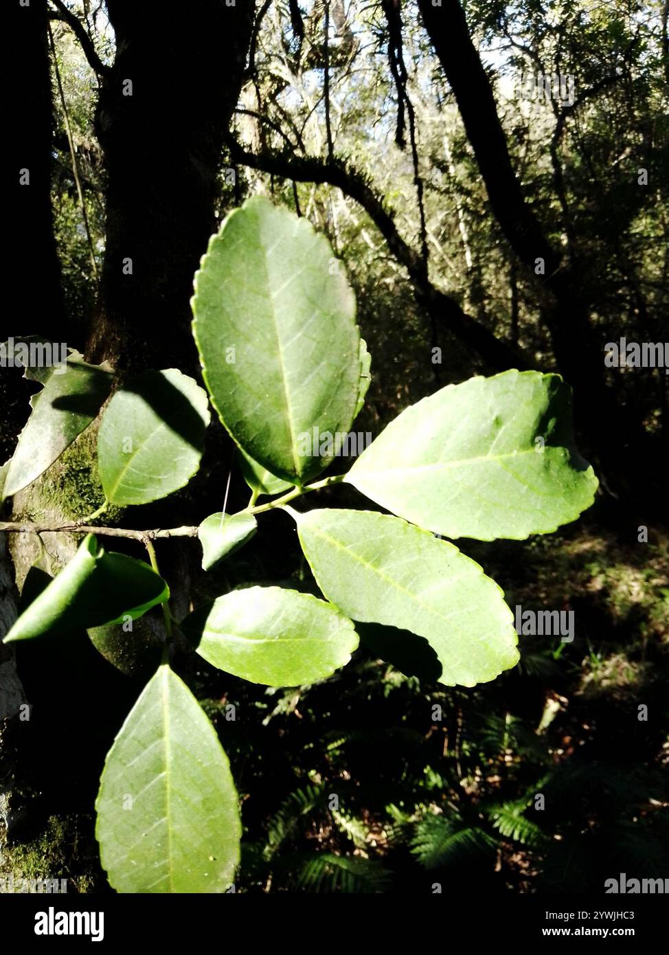 Yerba mate ilex paraguariensis hi-res stock photography and images - Alamy