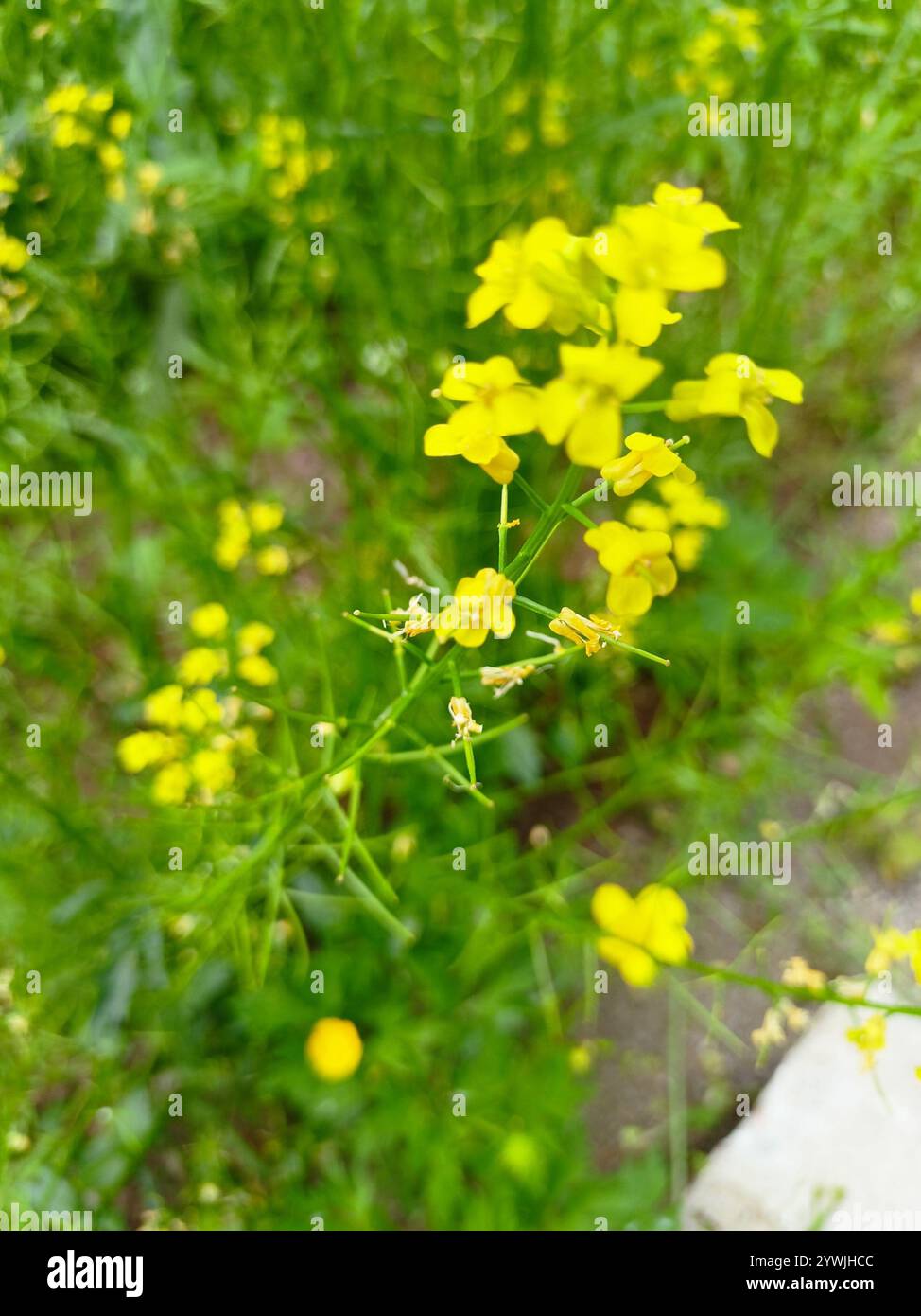 False london rocket hi-res stock photography and images - Alamy