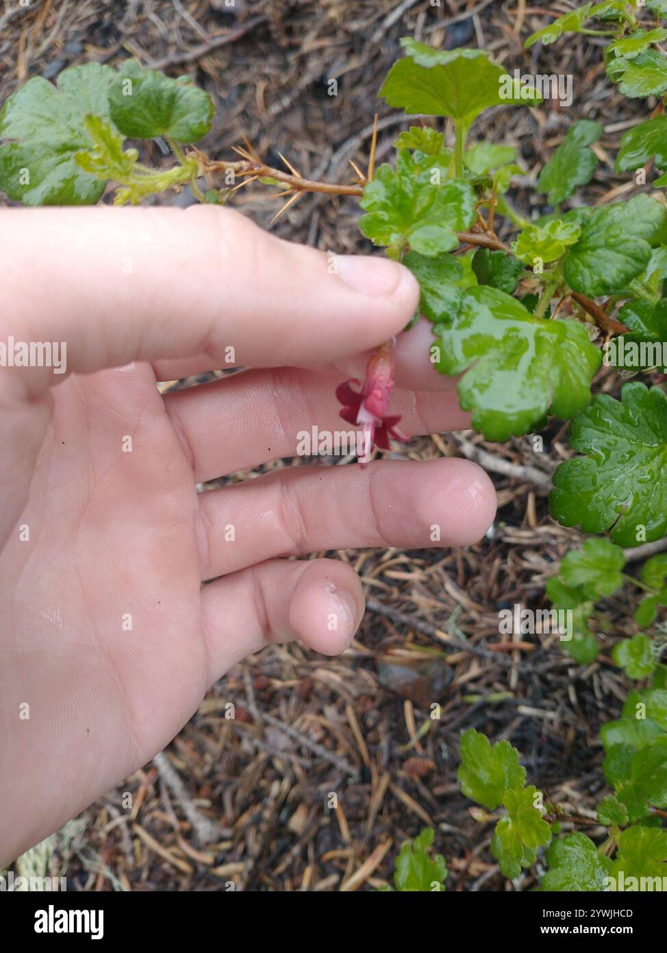 gummy gooseberry (Ribes lobbii Stock Photo - Alamy