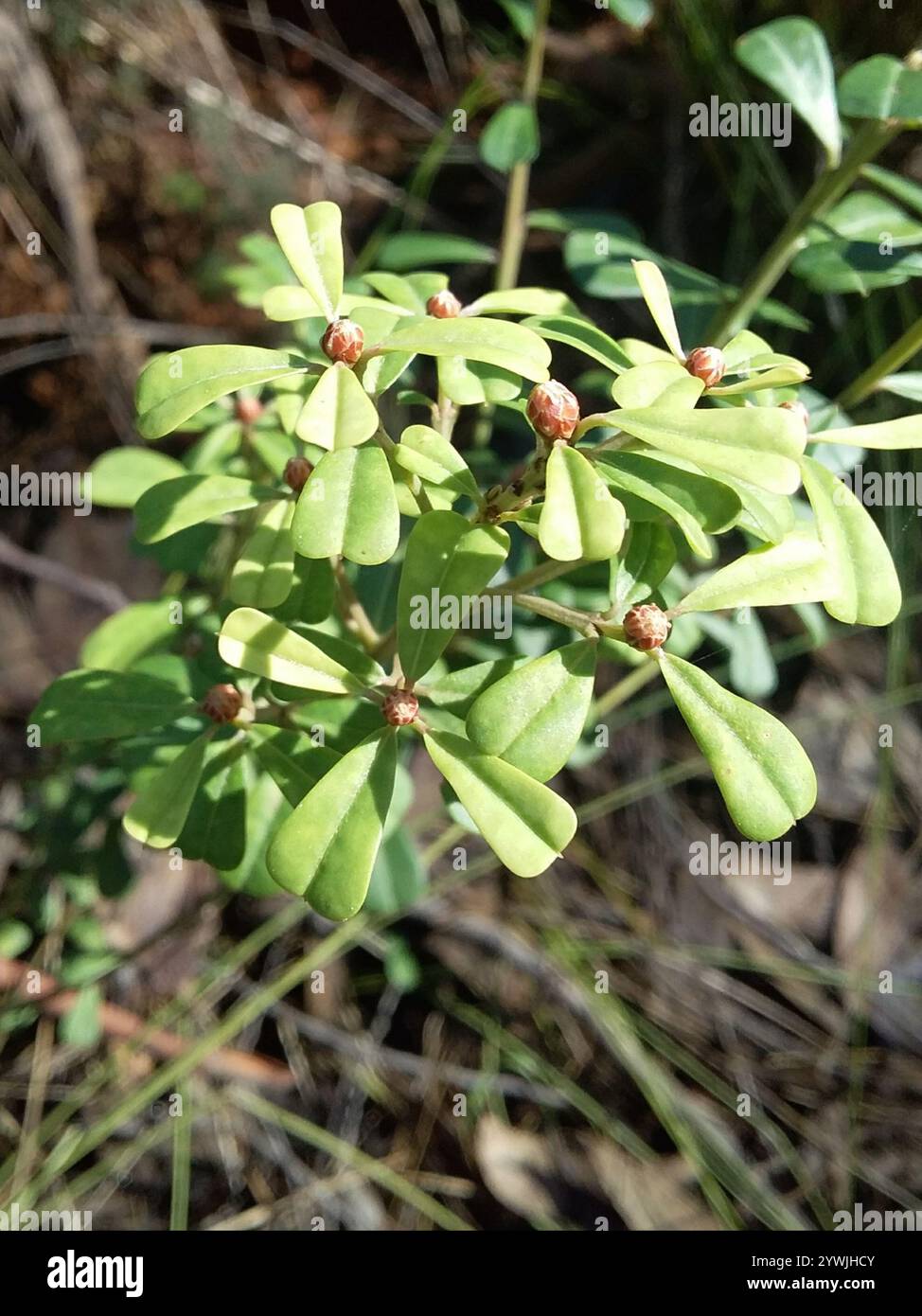 Large-leaf Bush Pea (Pultenaea daphnoides Stock Photo - Alamy