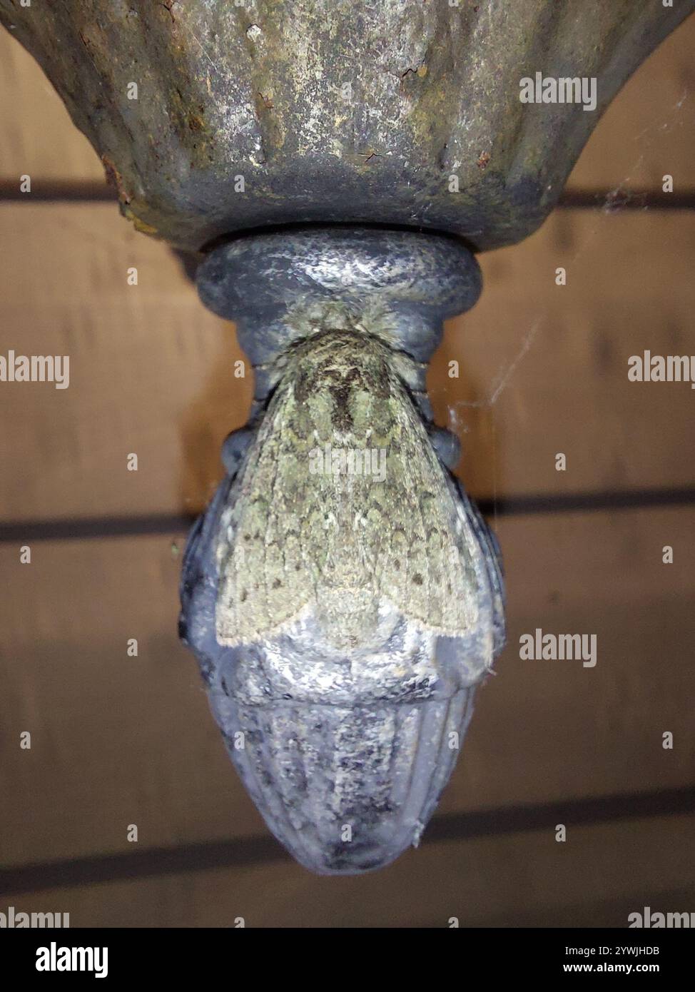 Saddled Prominent (Cecrita guttivitta Stock Photo - Alamy