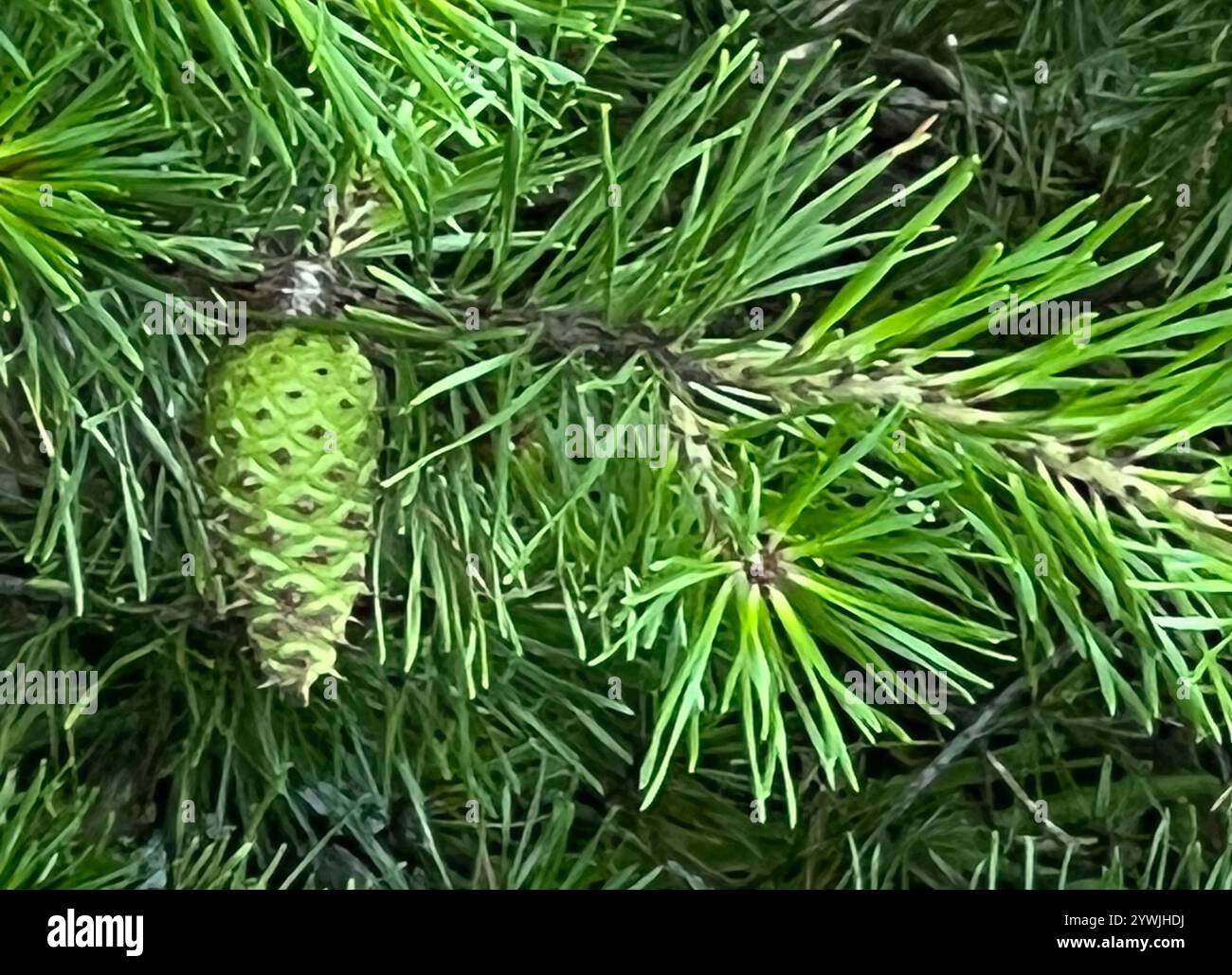 Virginia pine (Pinus virginiana Stock Photo - Alamy