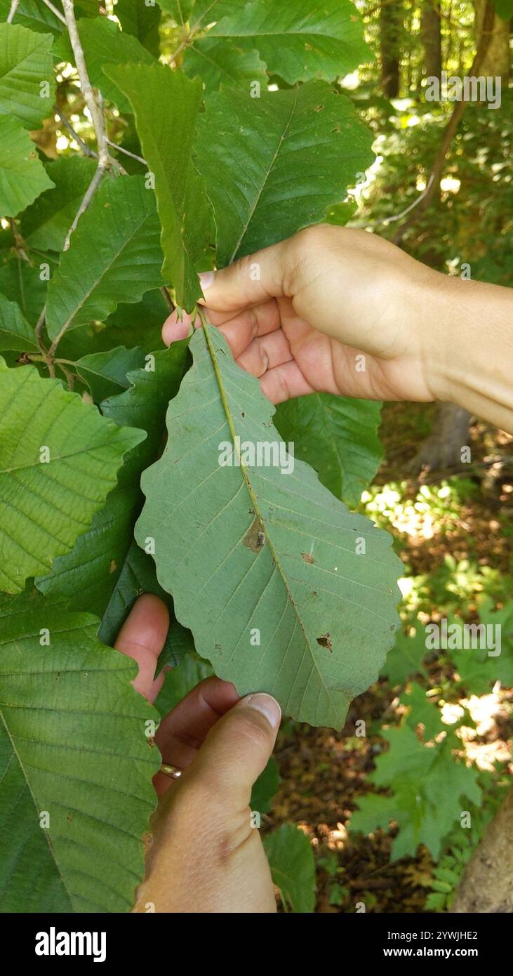 swamp chestnut oak (Quercus michauxii Stock Photo - Alamy
