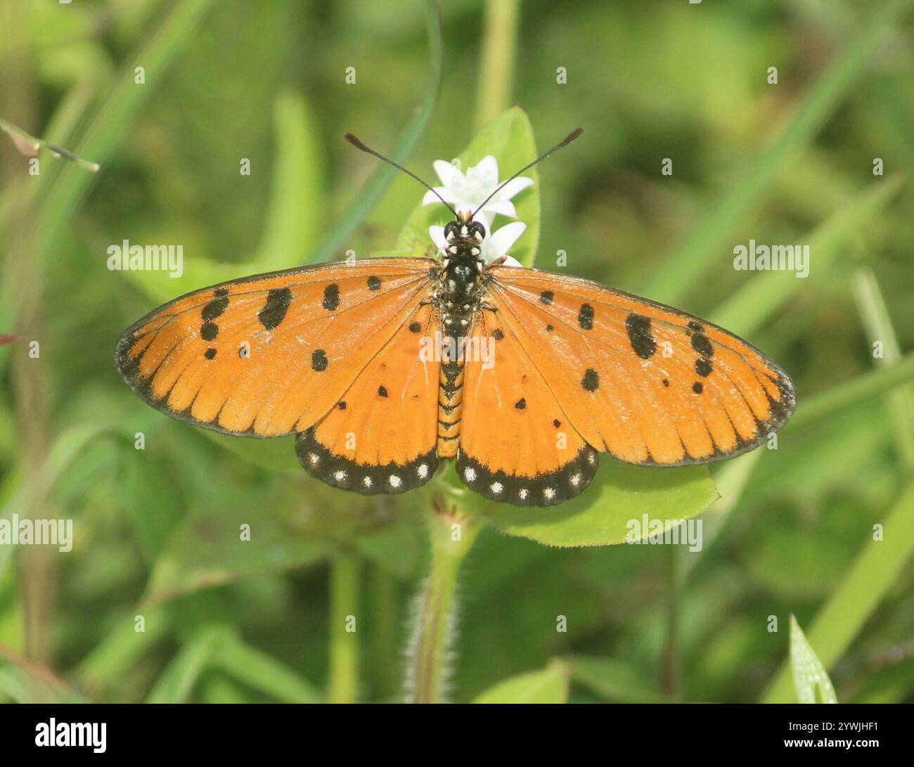 Tawny Coster (Acraea terpsicore Stock Photo - Alamy