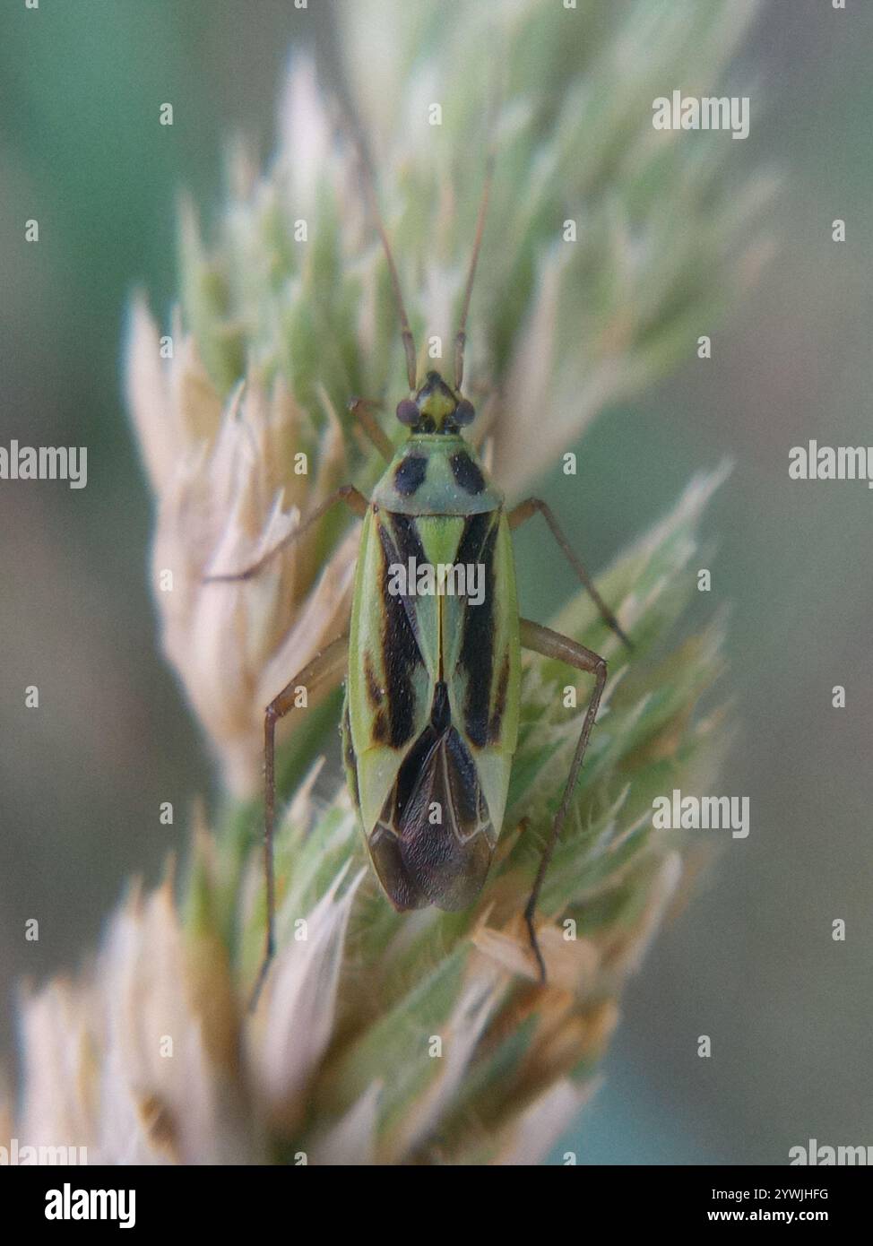 Two-spotted Grass Bug (Stenotus binotatus Stock Photo - Alamy