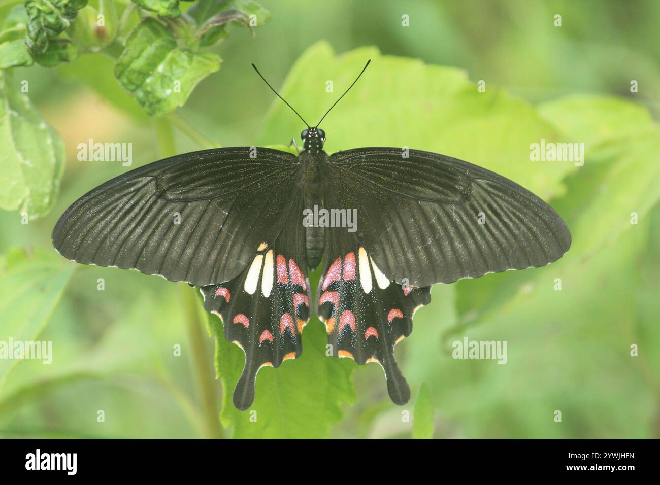 Common Mormon Swallowtail (Papilio polytes Stock Photo - Alamy