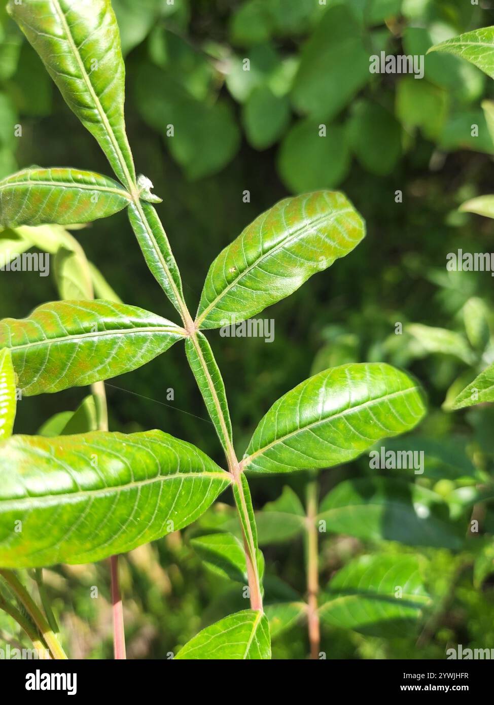 shining sumac (Rhus copallinum Stock Photo - Alamy