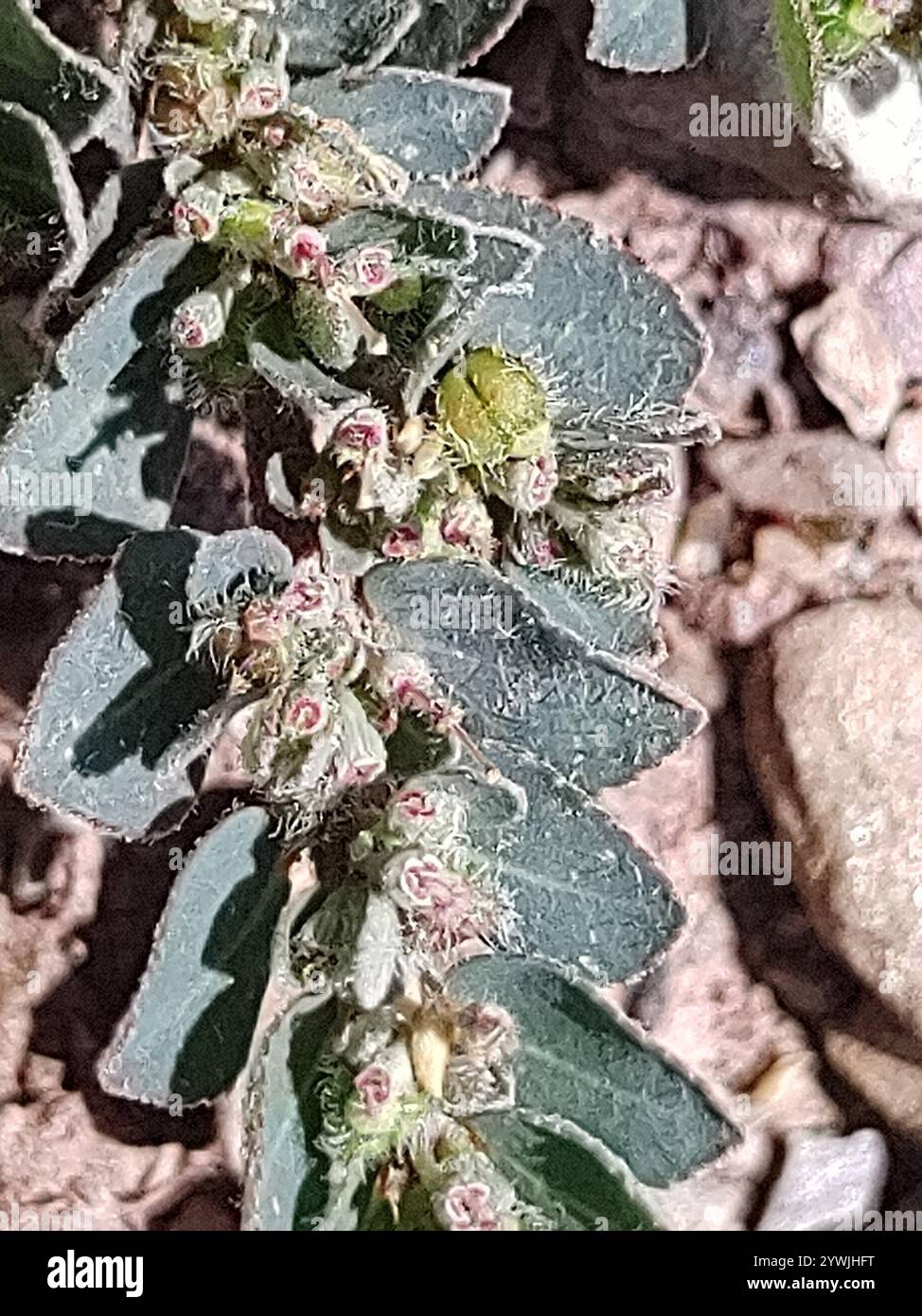 prostrate sandmat (Euphorbia prostrata Stock Photo - Alamy