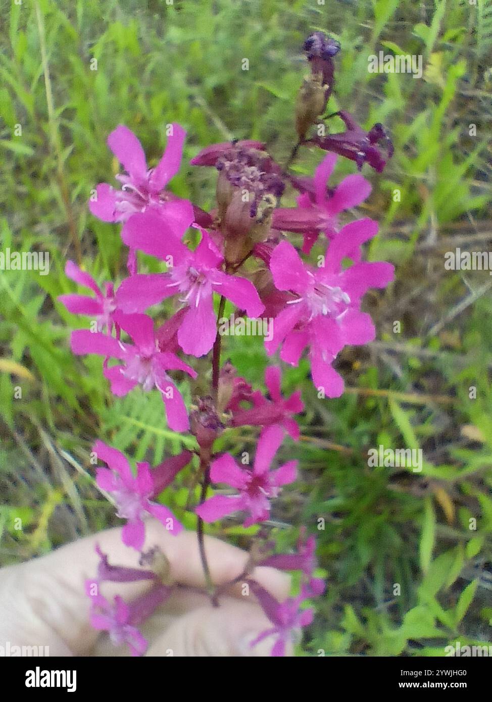 Sticky Catchfly (Viscaria vulgaris Stock Photo - Alamy
