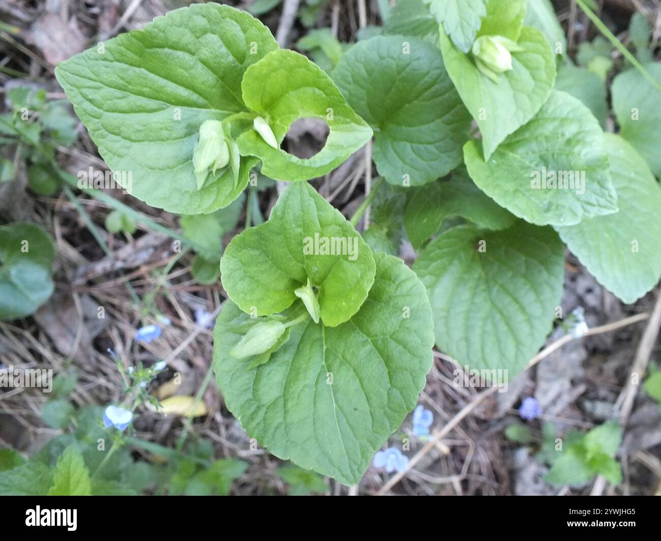 Broad-leaved Violet (Viola mirabilis Stock Photo - Alamy