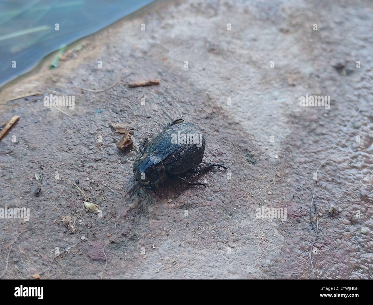 Keratin Beetles (Trogidae Stock Photo - Alamy