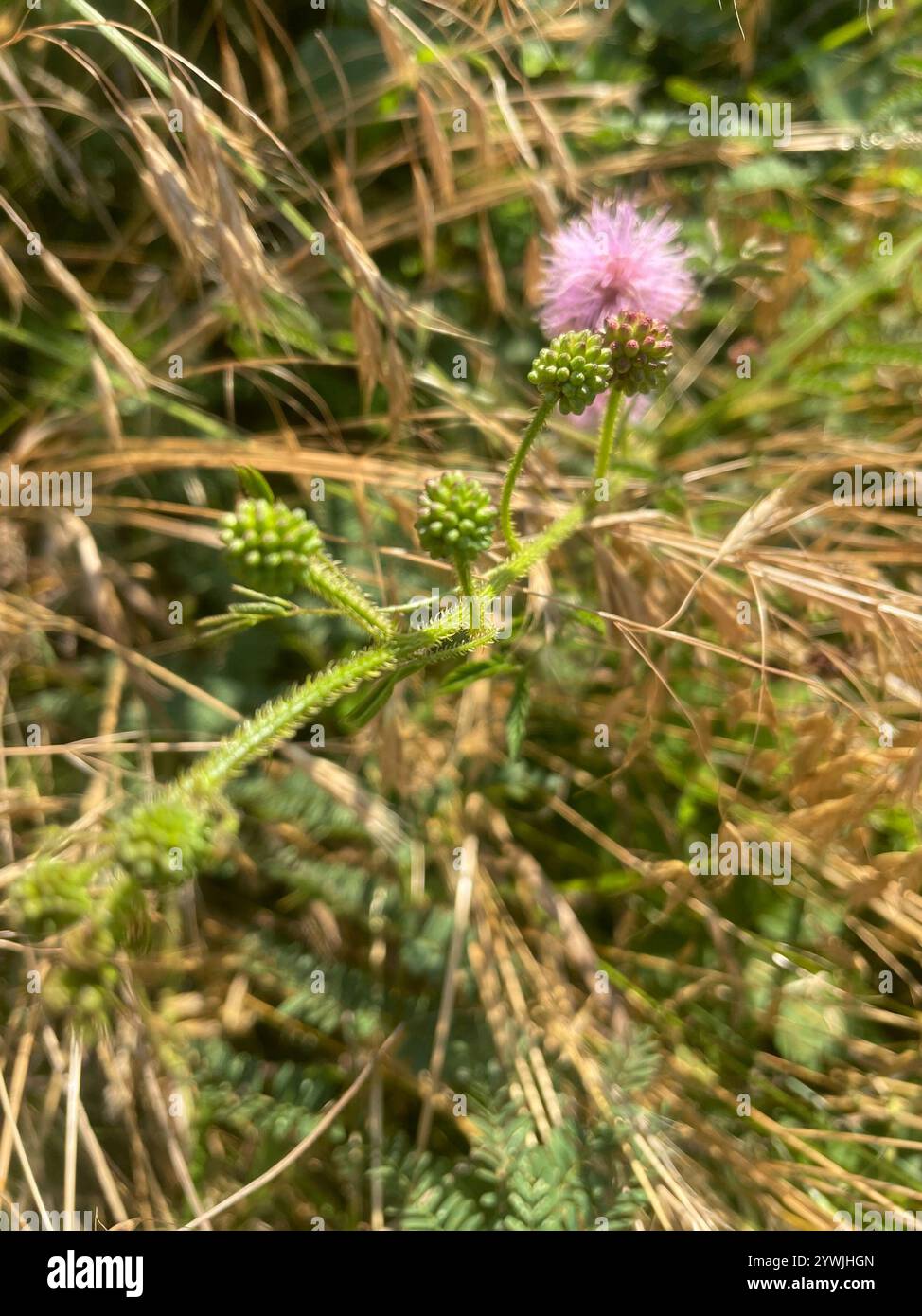 Mimosa nuttallii hi-res stock photography and images - Alamy