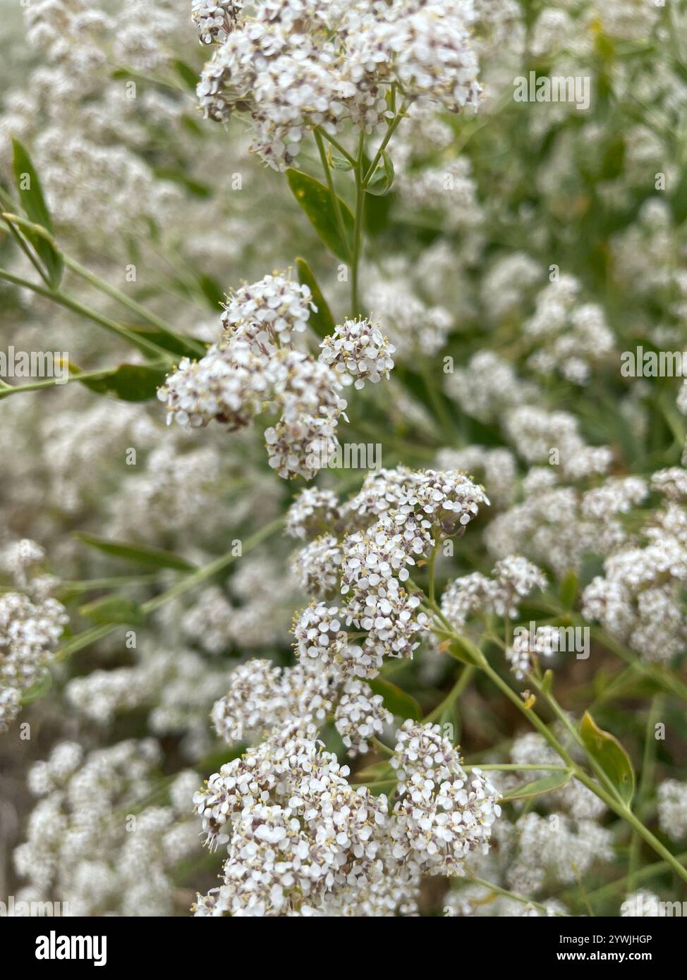 broadleaved pepperweed (Lepidium latifolium Stock Photo - Alamy