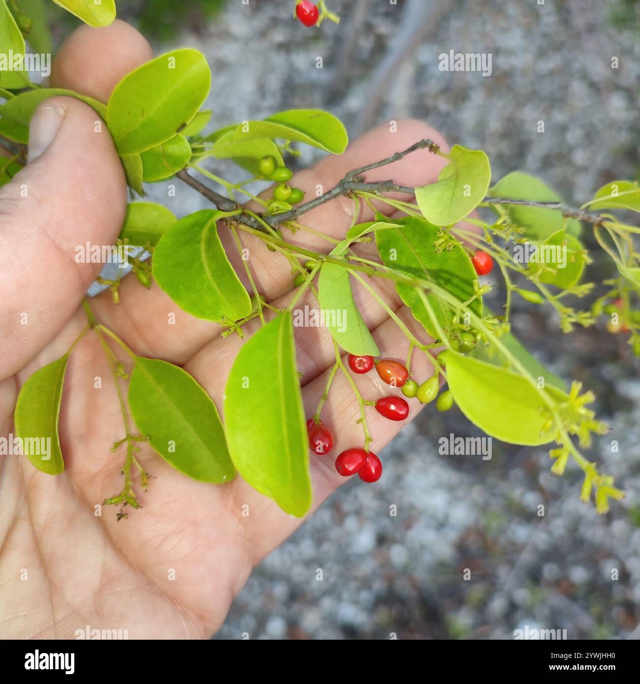 Guapira discolor hi-res stock photography and images - Alamy