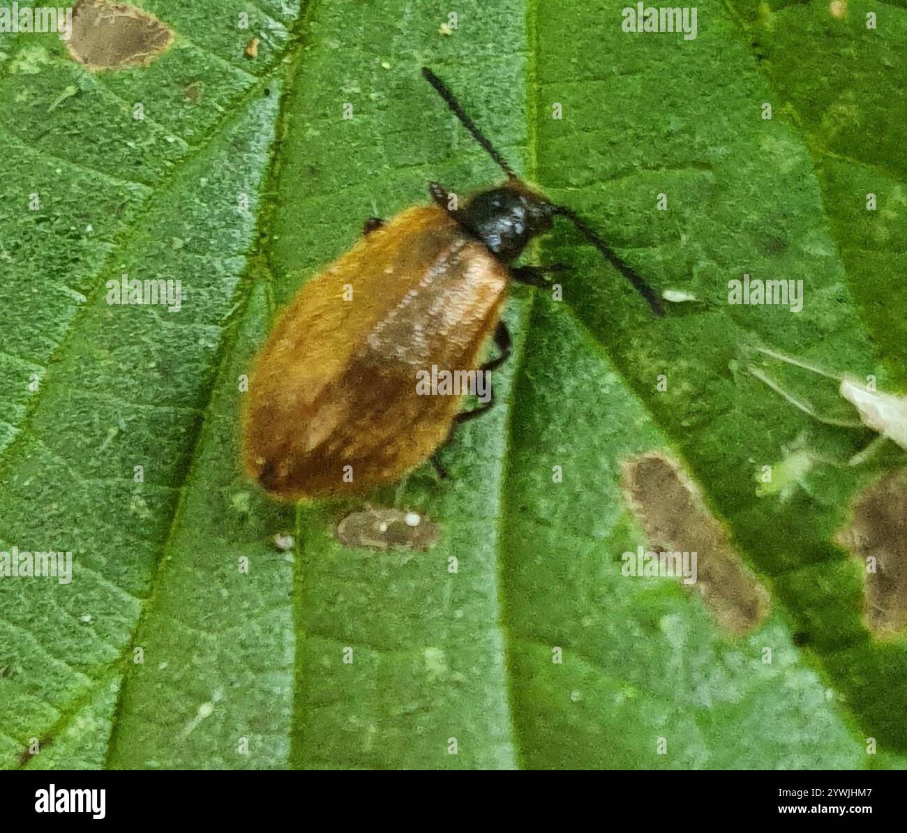 Rough-haired Lagria Beetle (Lagria hirta Stock Photo - Alamy