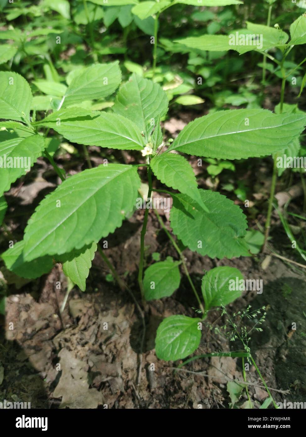 small balsam (Impatiens parviflora Stock Photo - Alamy