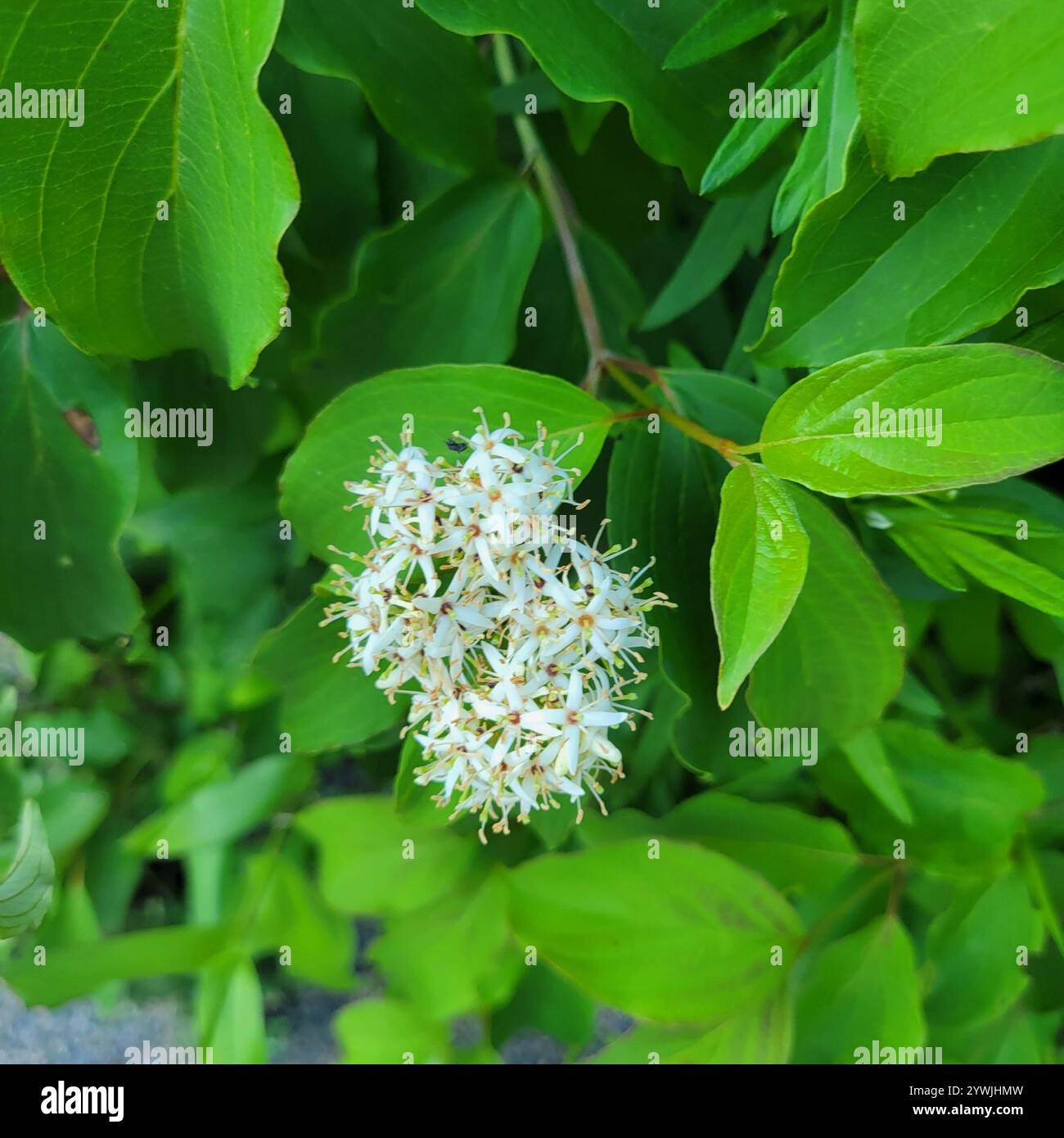 silky dogwood (Cornus amomum Stock Photo - Alamy