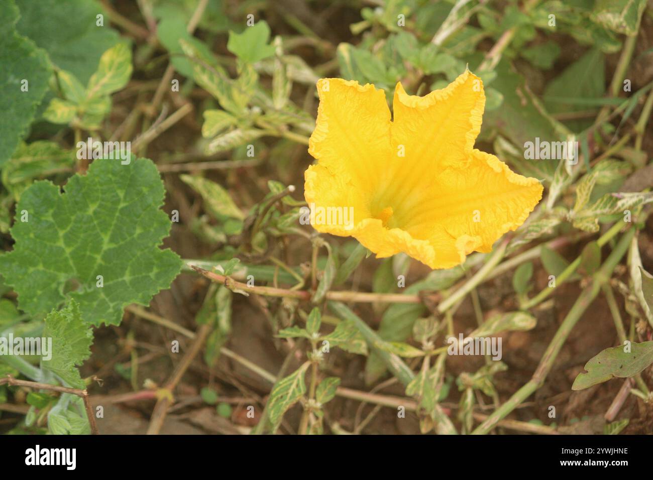 winter squash (Cucurbita maxima Stock Photo - Alamy