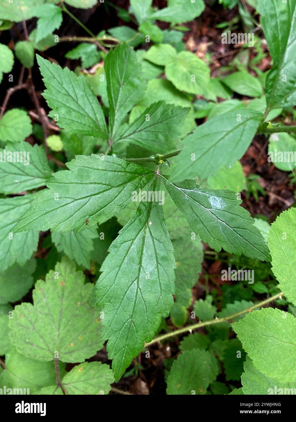 white avens (Geum canadense Stock Photo - Alamy