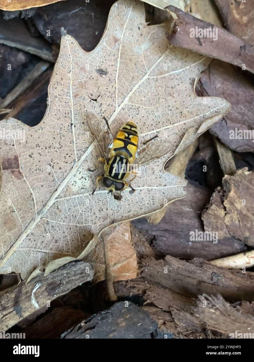Sun Fly (Helophilus pendulus Stock Photo - Alamy