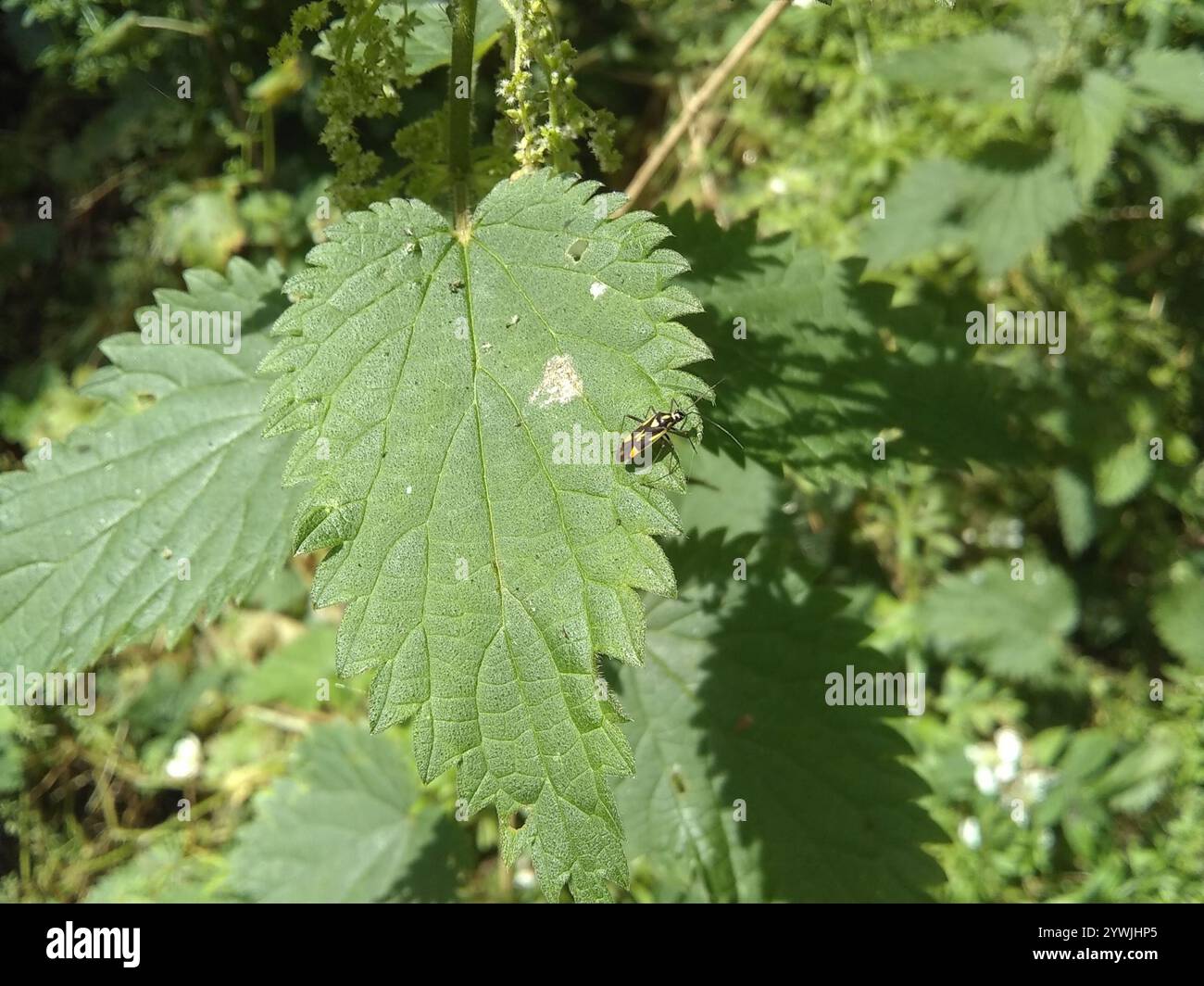 orange-spotted plant bug (Grypocoris stysi Stock Photo - Alamy