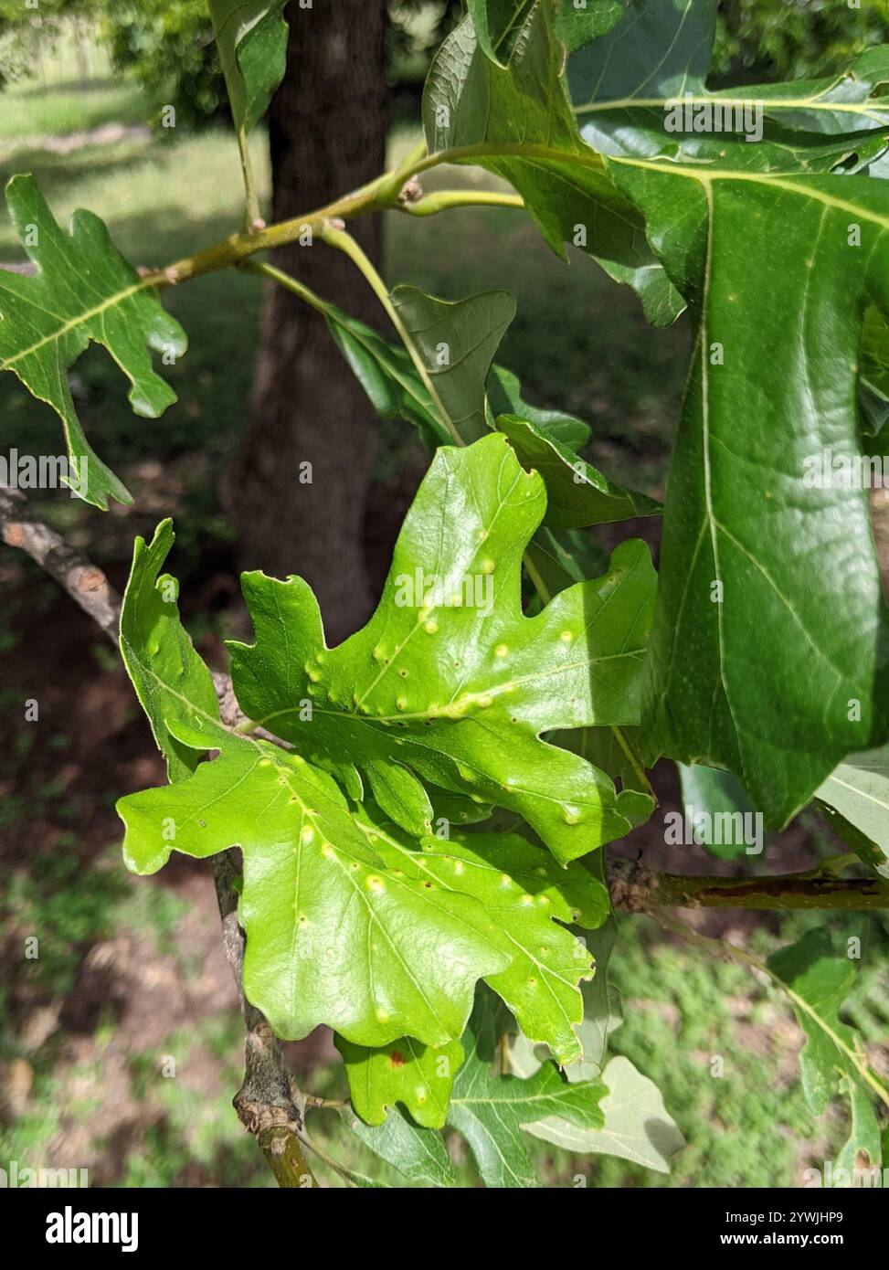oak flake gall wasp (Neuroterus quercusverrucarum Stock Photo - Alamy
