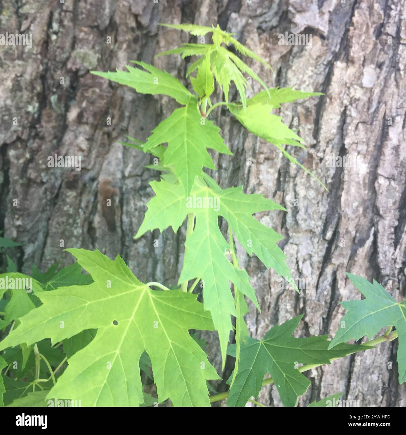 silver maple (Acer saccharinum Stock Photo - Alamy