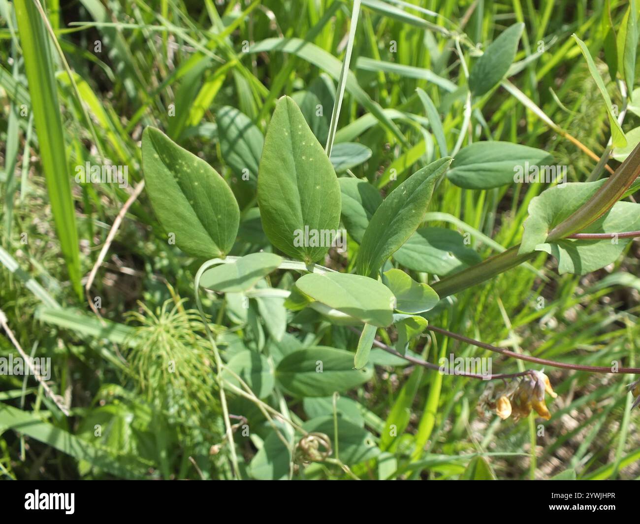 Pisiform grass-pea (Lathyrus pisiformis Stock Photo - Alamy