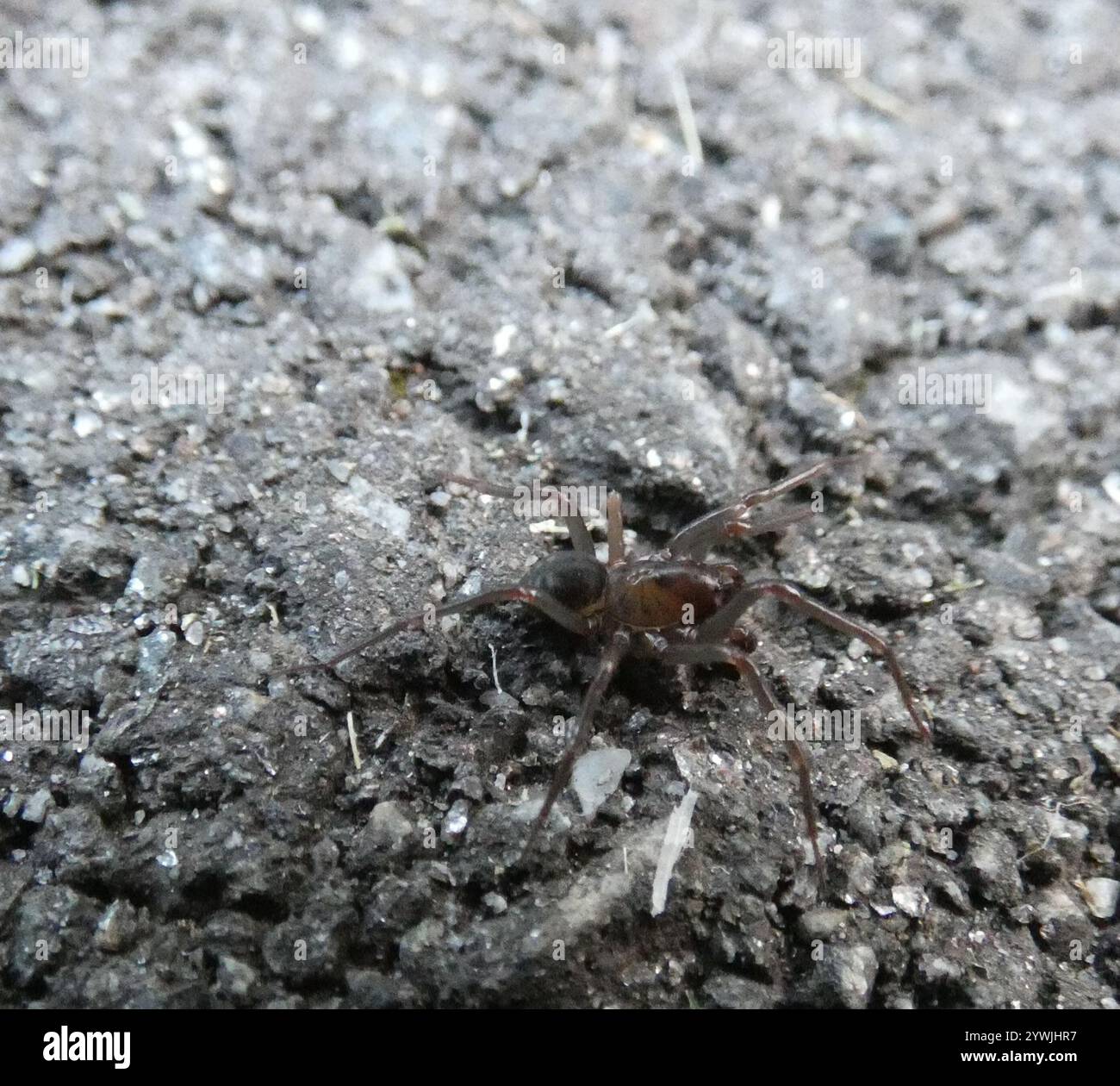 Hackledmesh Weavers (Amaurobiidae Stock Photo - Alamy