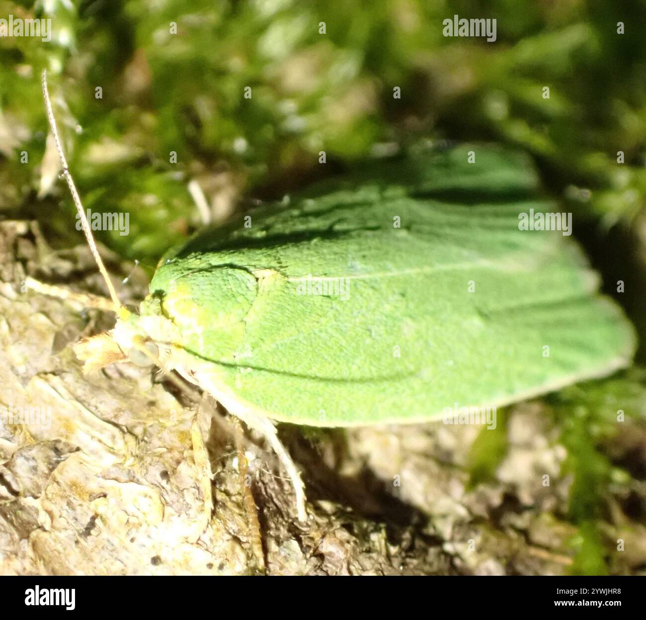 Green oak tortrix hi-res stock photography and images - Alamy