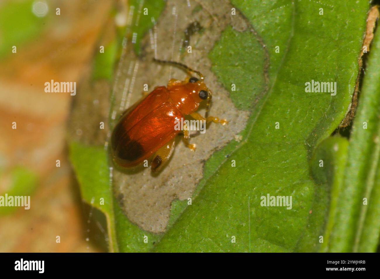 Flea Beetles (Alticini Stock Photo - Alamy