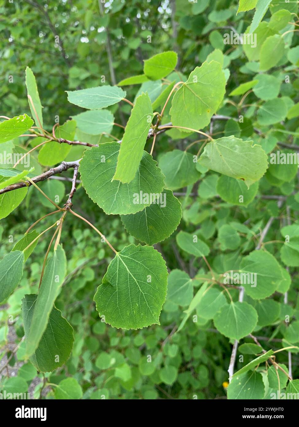 trembling aspen (Populus tremuloides Stock Photo - Alamy