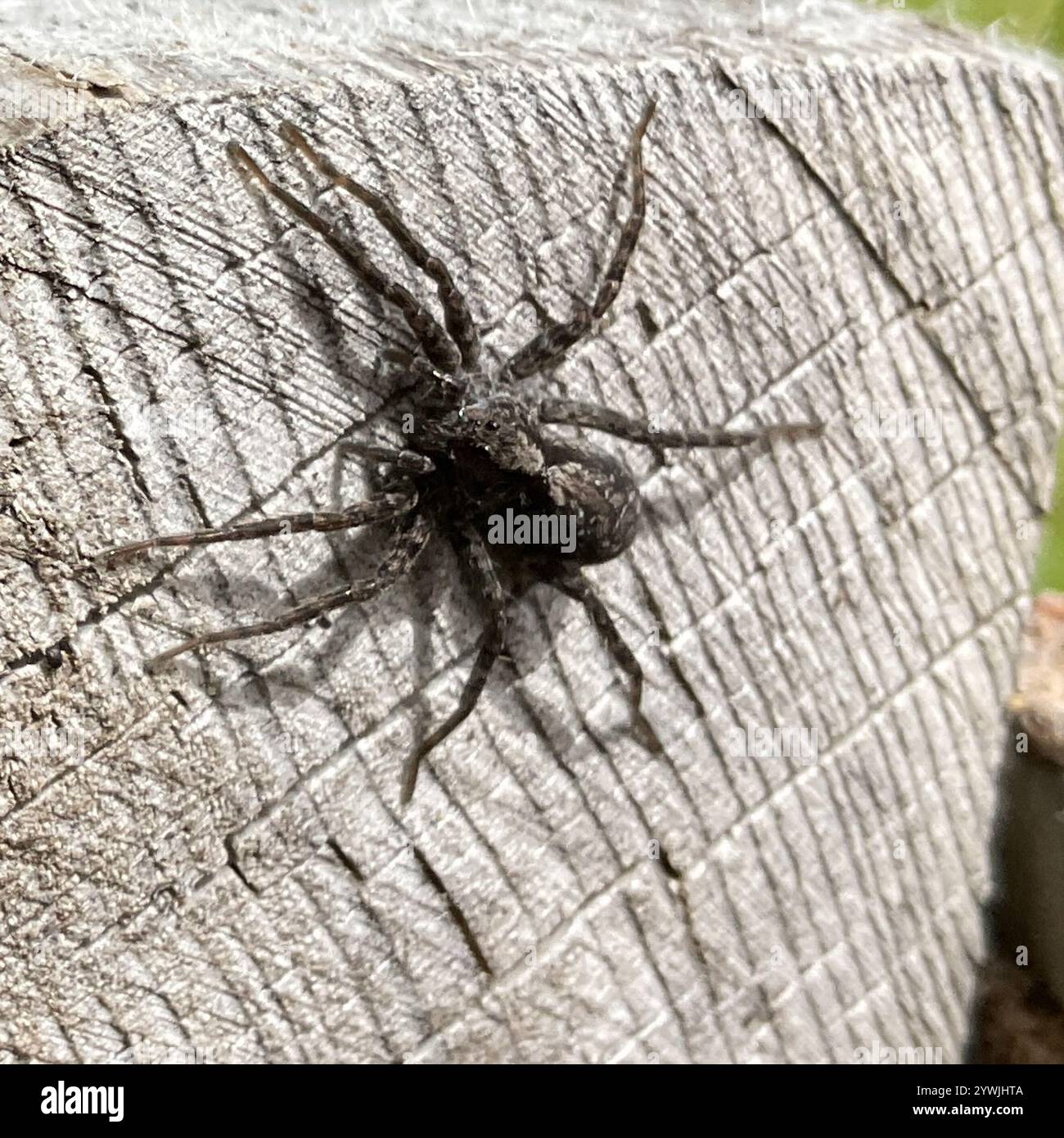 Thin-legged Wolf Spiders (Pardosa Stock Photo - Alamy