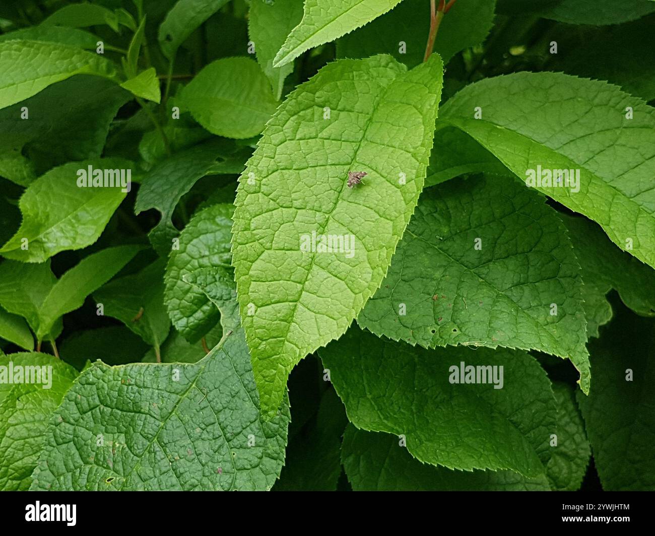 Common Nettle-tap (Anthophila fabriciana Stock Photo - Alamy