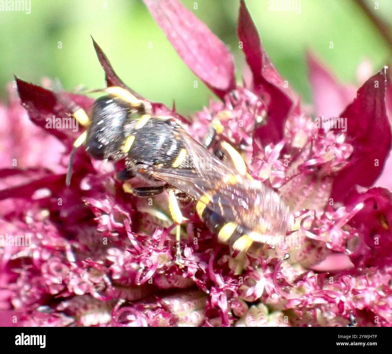 Common Ectemnius (Ectemnius continuus Stock Photo - Alamy