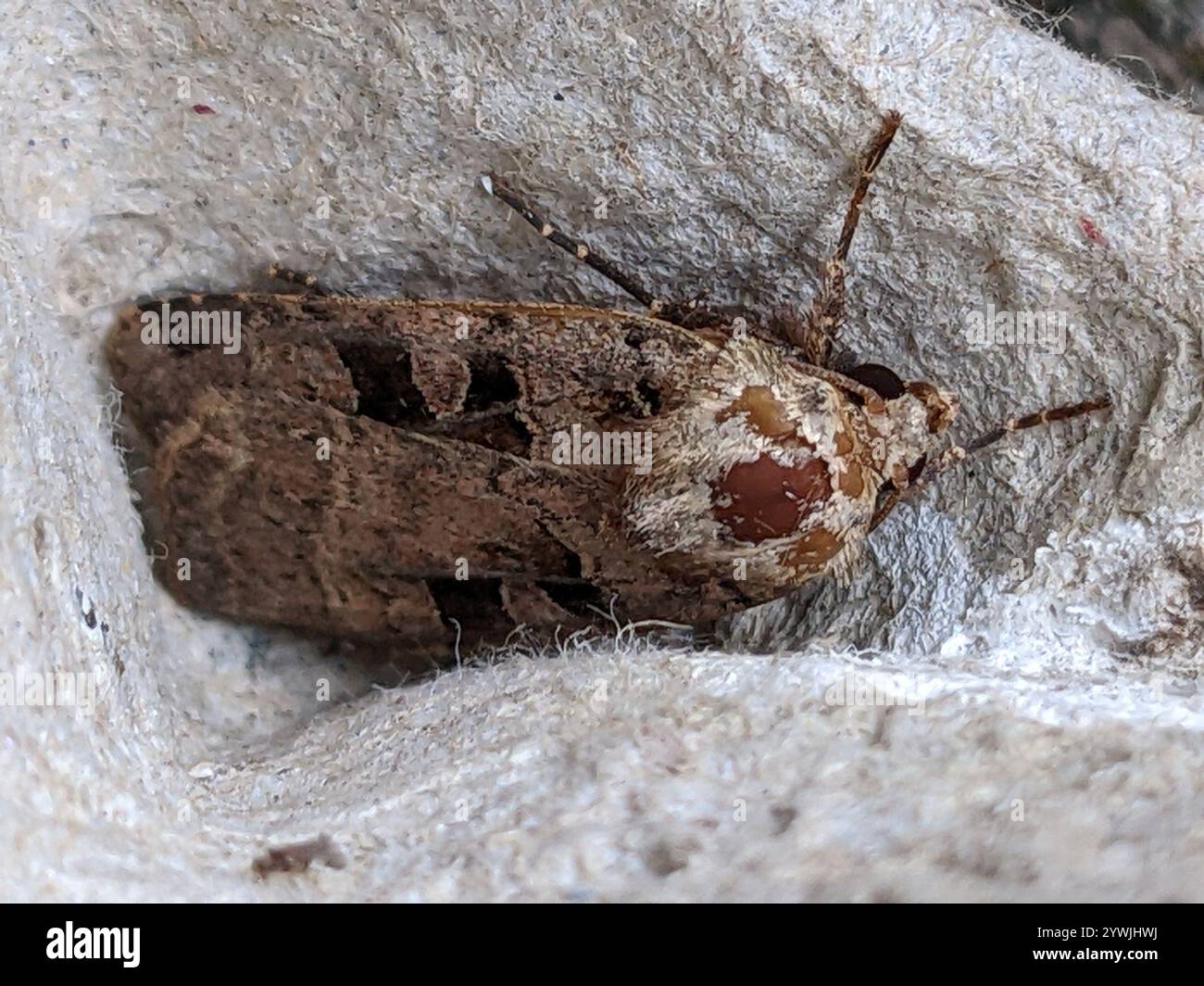 Double Square-spot (Xestia triangulum Stock Photo - Alamy