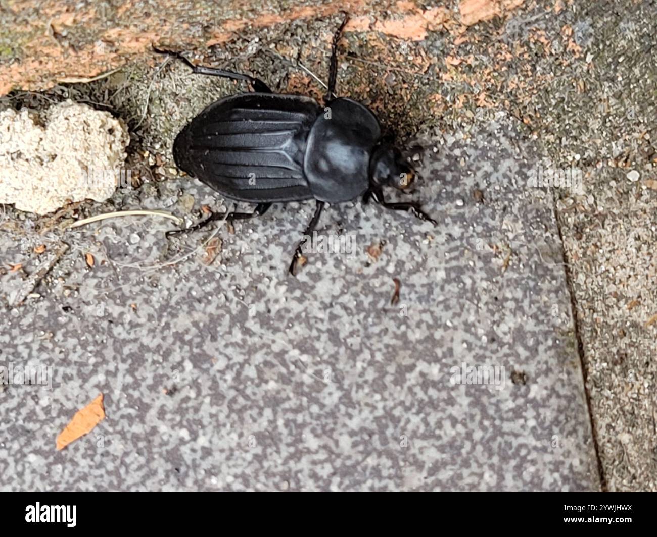 Silpha tristis hi-res stock photography and images - Alamy