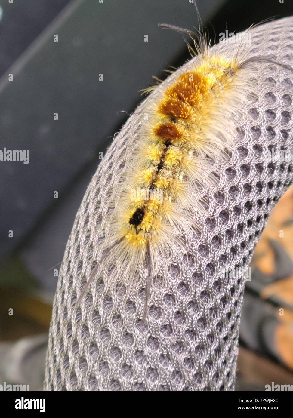 Yellow-based Tussock Moth (Dasychira basiflava Stock Photo - Alamy