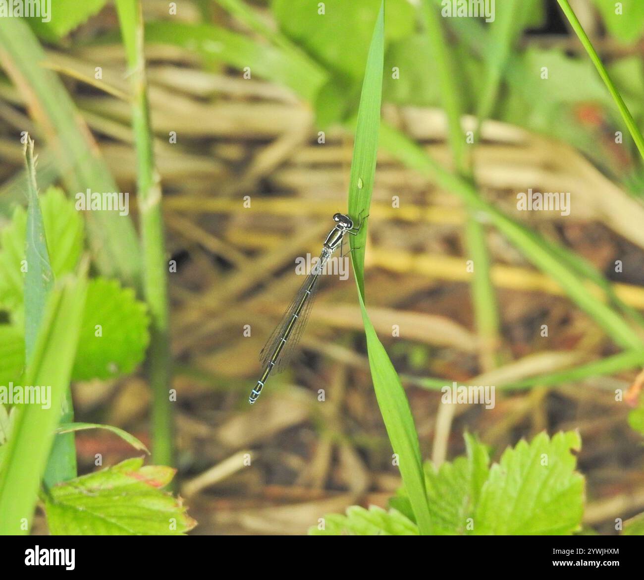 Northern Bluets (Coenagrion Stock Photo - Alamy