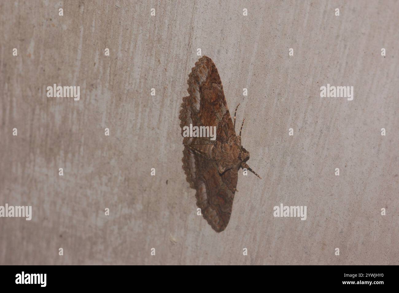 Maple Zale Moth (Zale galbanata Stock Photo - Alamy
