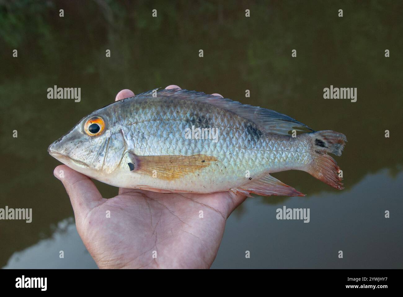 Sharphead Eartheater (Satanoperca acuticeps Stock Photo - Alamy
