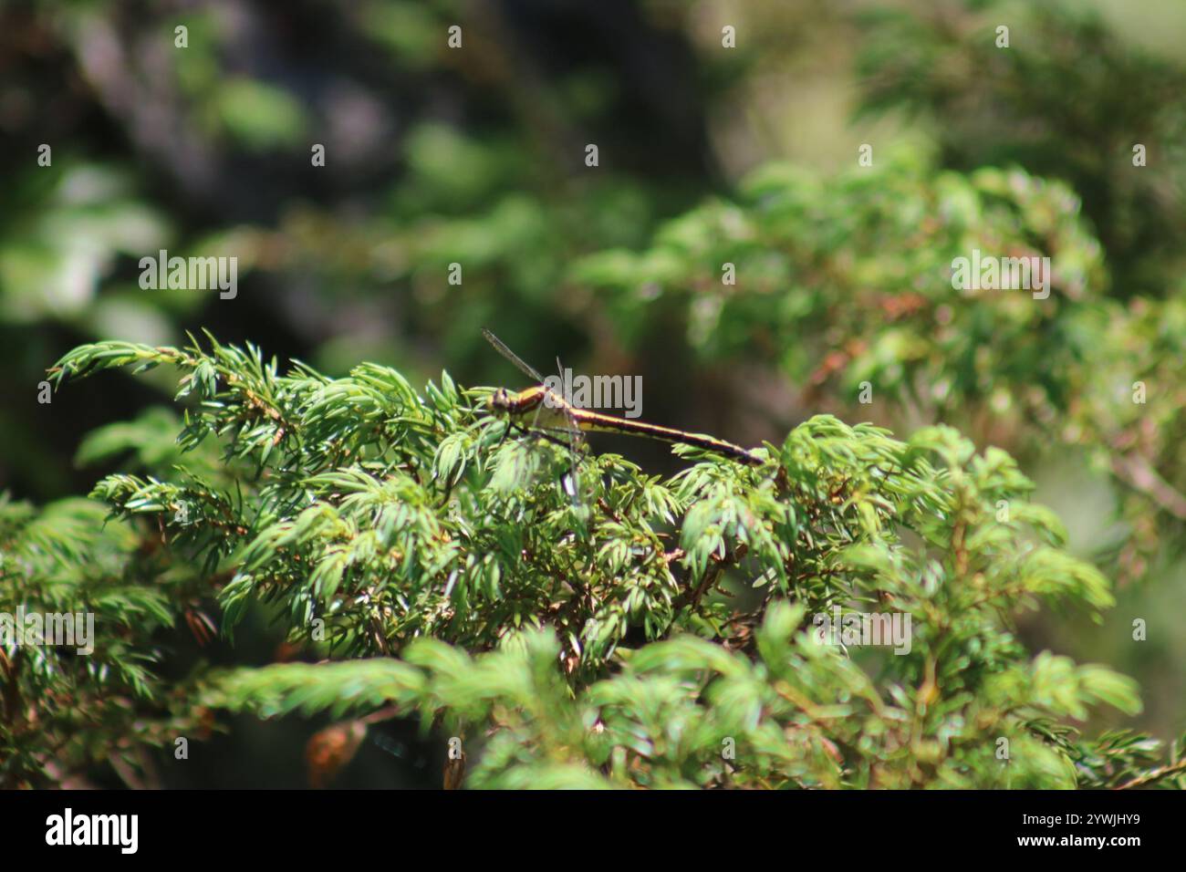 Black-shouldered Spinyleg (Dromogomphus spinosus Stock Photo - Alamy