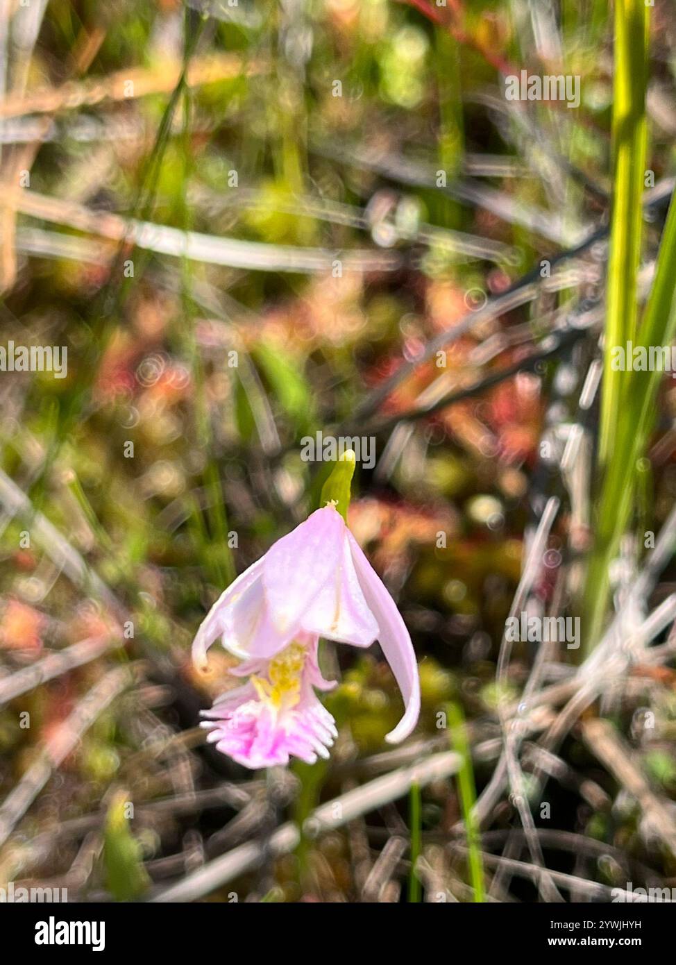 Rose Pogonia (Pogonia ophioglossoides Stock Photo - Alamy