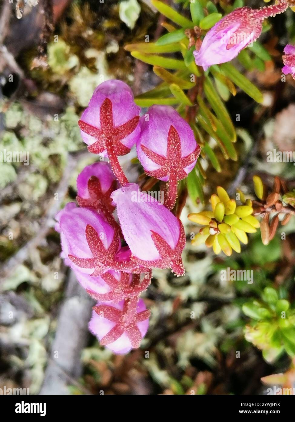 Blue Mountain-heath (Phyllodoce caerulea Stock Photo - Alamy