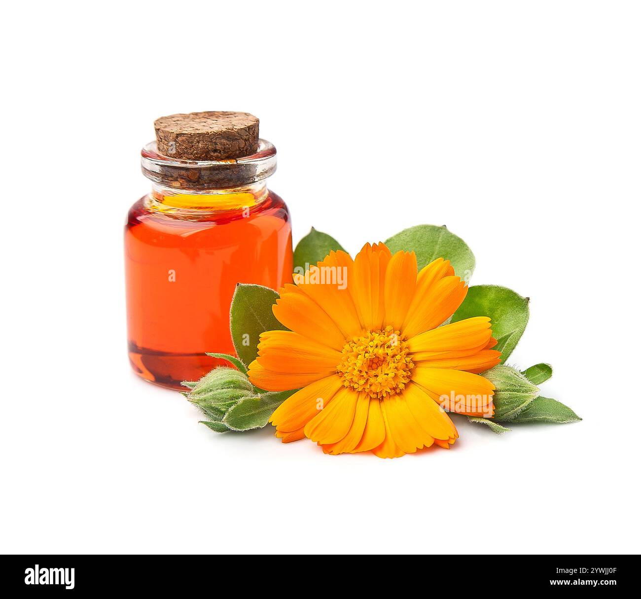 Calendula oil with calendula flower blooms on white backgrounds Stock ...