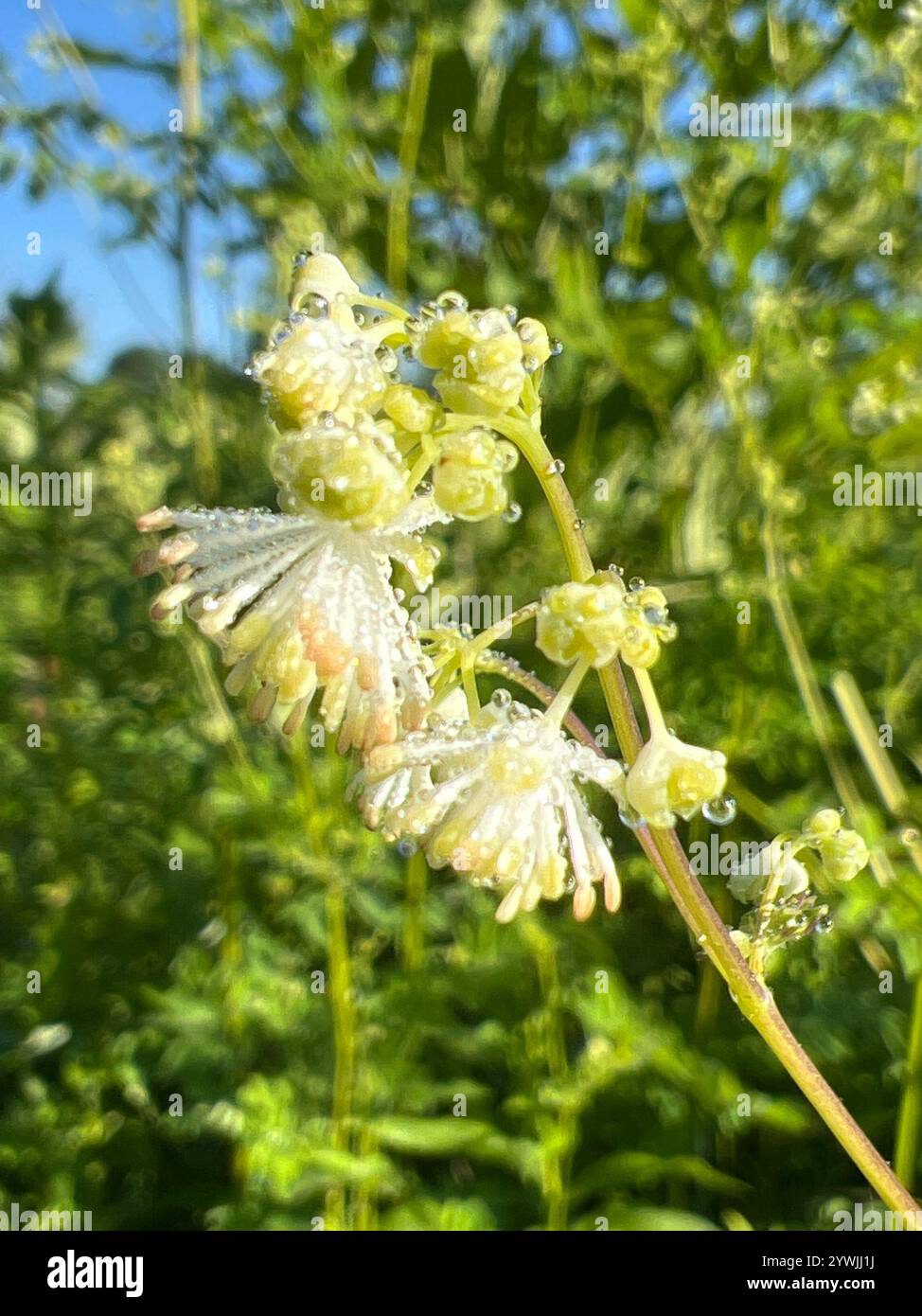 tall meadow-rue (Thalictrum pubescens Stock Photo - Alamy