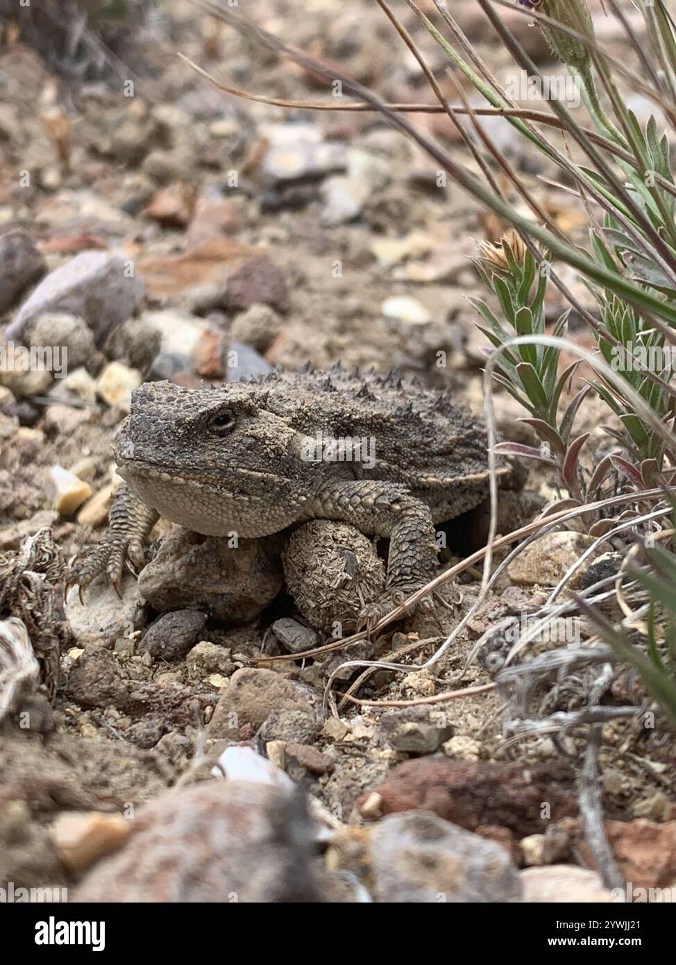 Pygmy Short-horned Lizard (Phrynosoma douglasii Stock Photo - Alamy